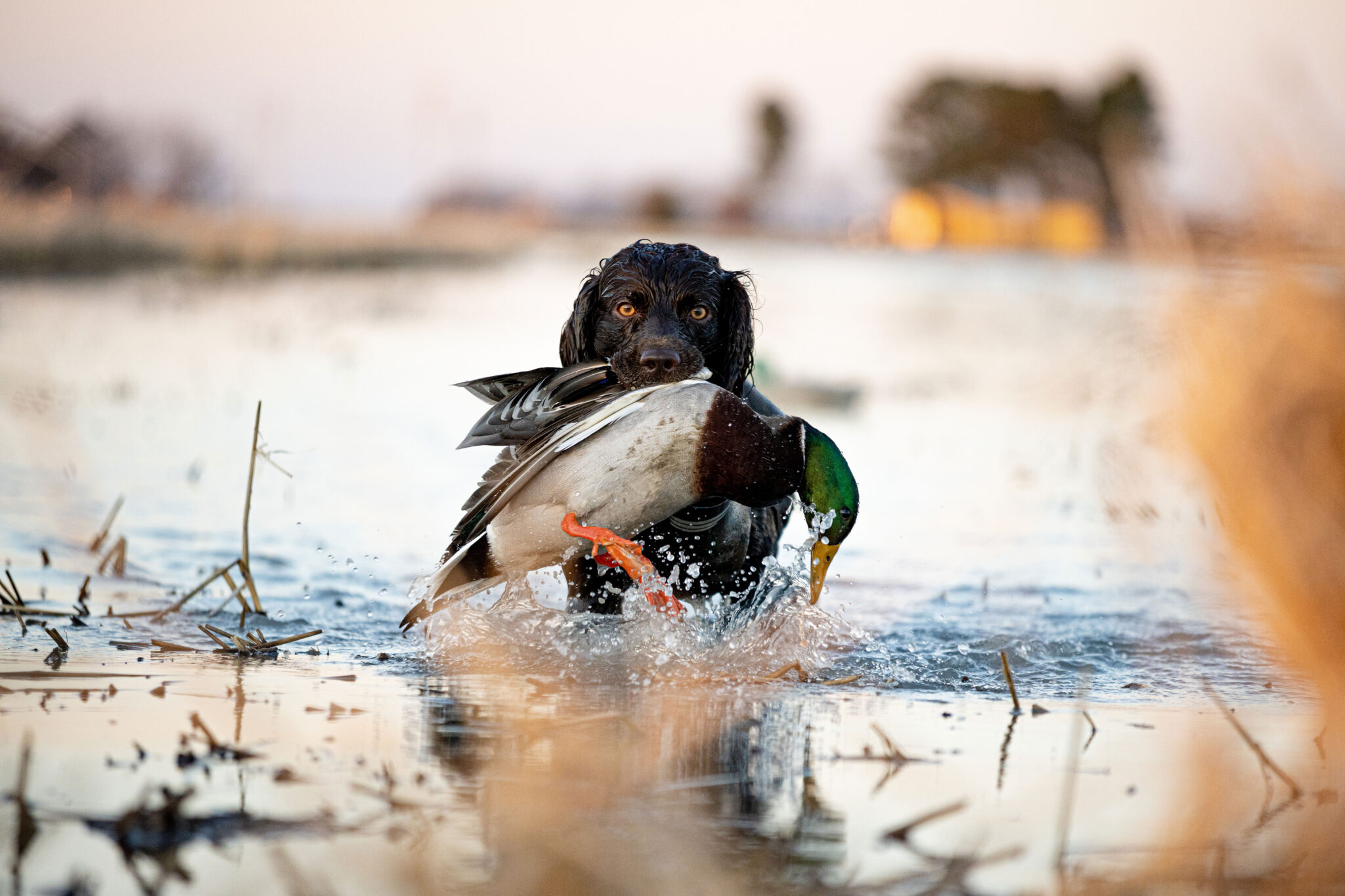 5 Good Small-Breed Bird Hunting Dogs | Field & Stream