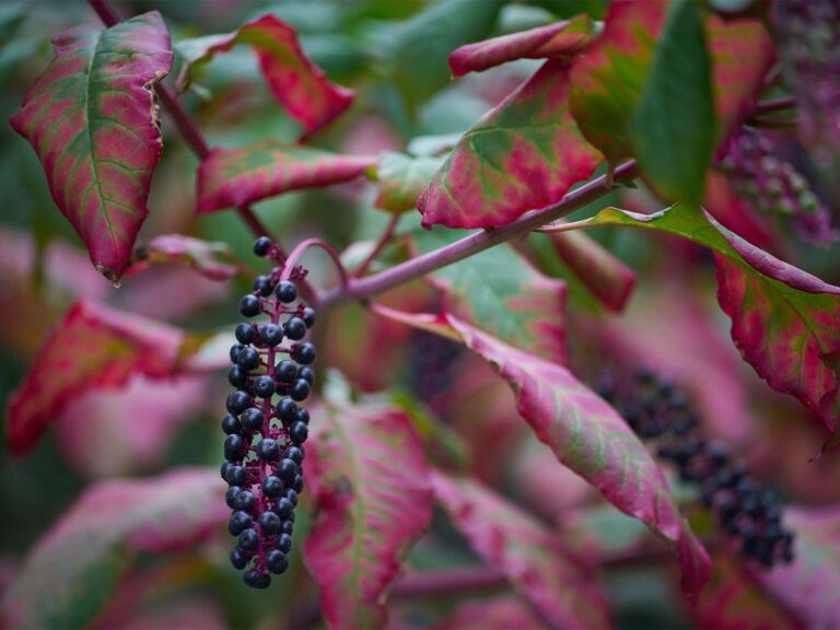 10 Stinging, Burning, and Downright Deadly Poisonous Plants