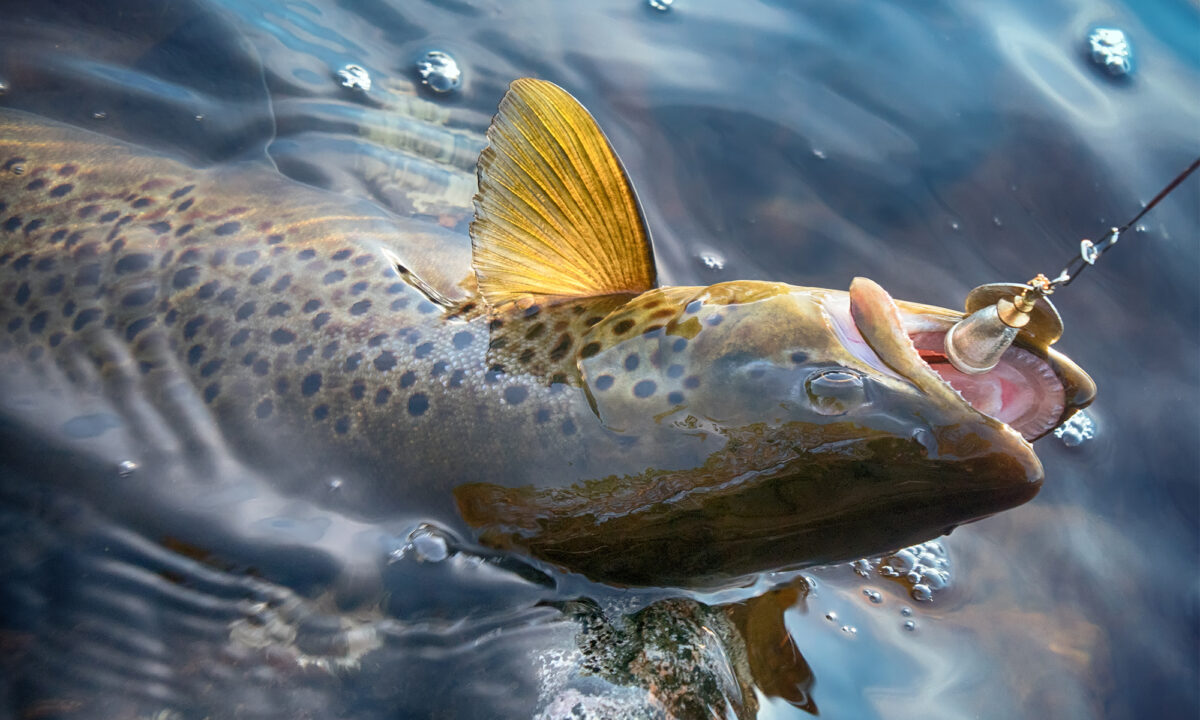 The Best Trout Lures of 2026, Expert Tested