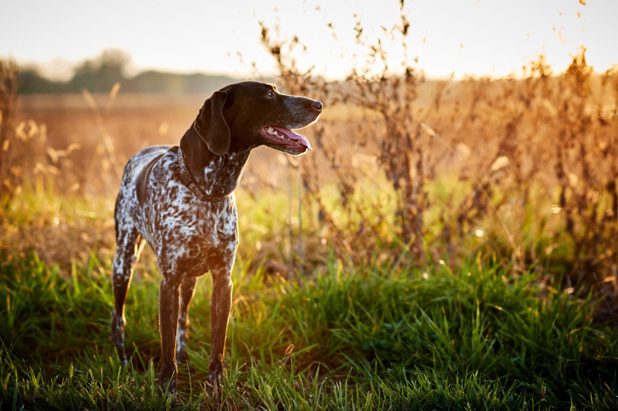 What Is the Best Bird Hunting Dog Breed?