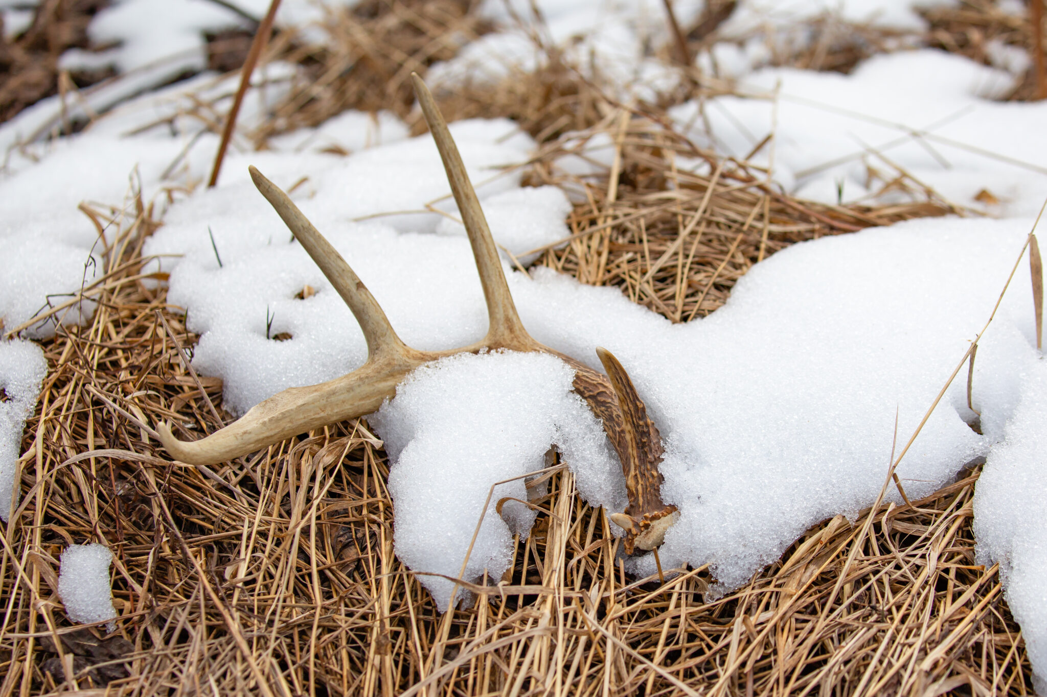 When Do Deer Shed Their Antlers? | Field & Stream