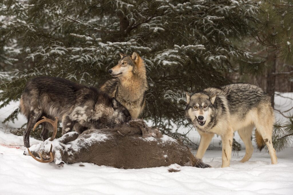 What Do Wolves Eat? | Field & Stream