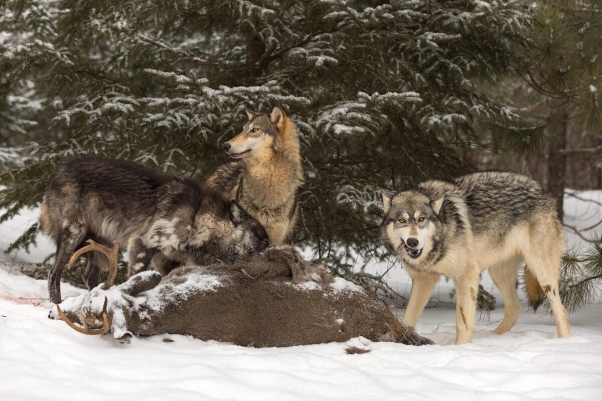 What Do Wolves Eat? | Field & Stream