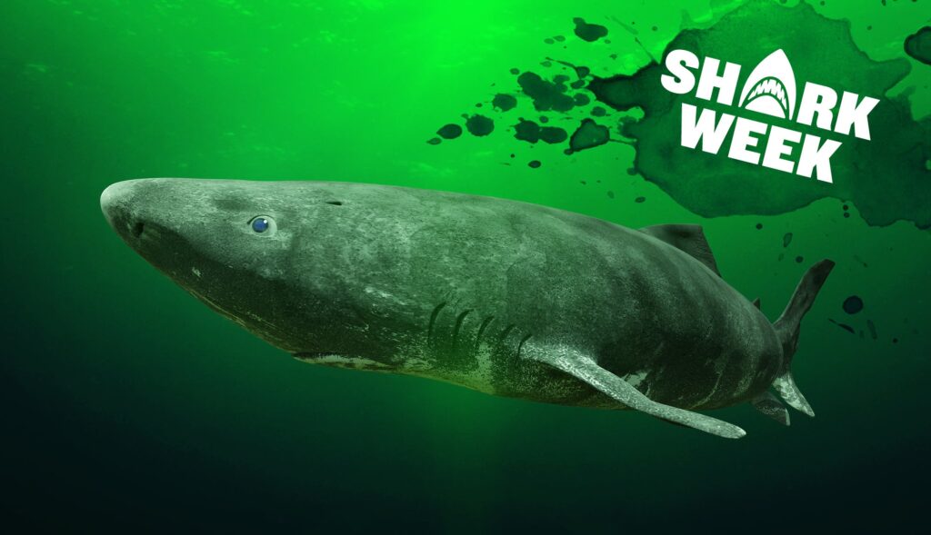 How Long Do Sharks Live? | Field & Stream