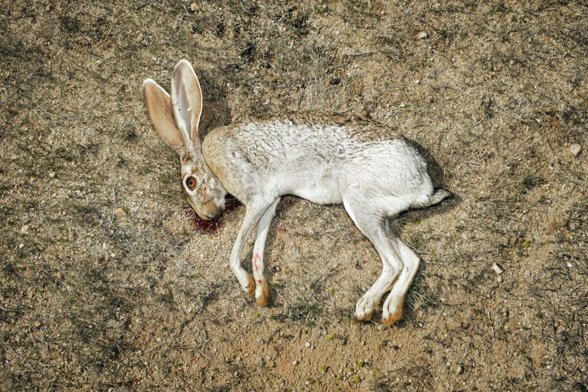 Hunting Jackrabbits on Public Land in the Southwest | Field