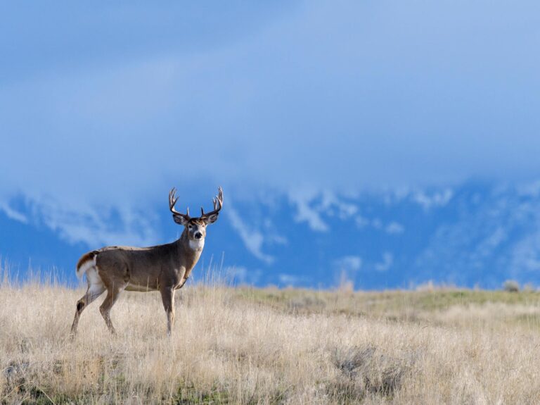 The Best Bullets for Deer Hunting | Field & Stream