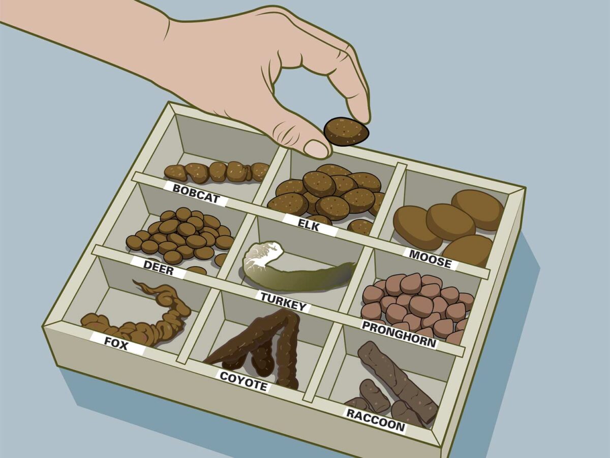 Mastering Animal Scat: Identify 11 Species Easily
