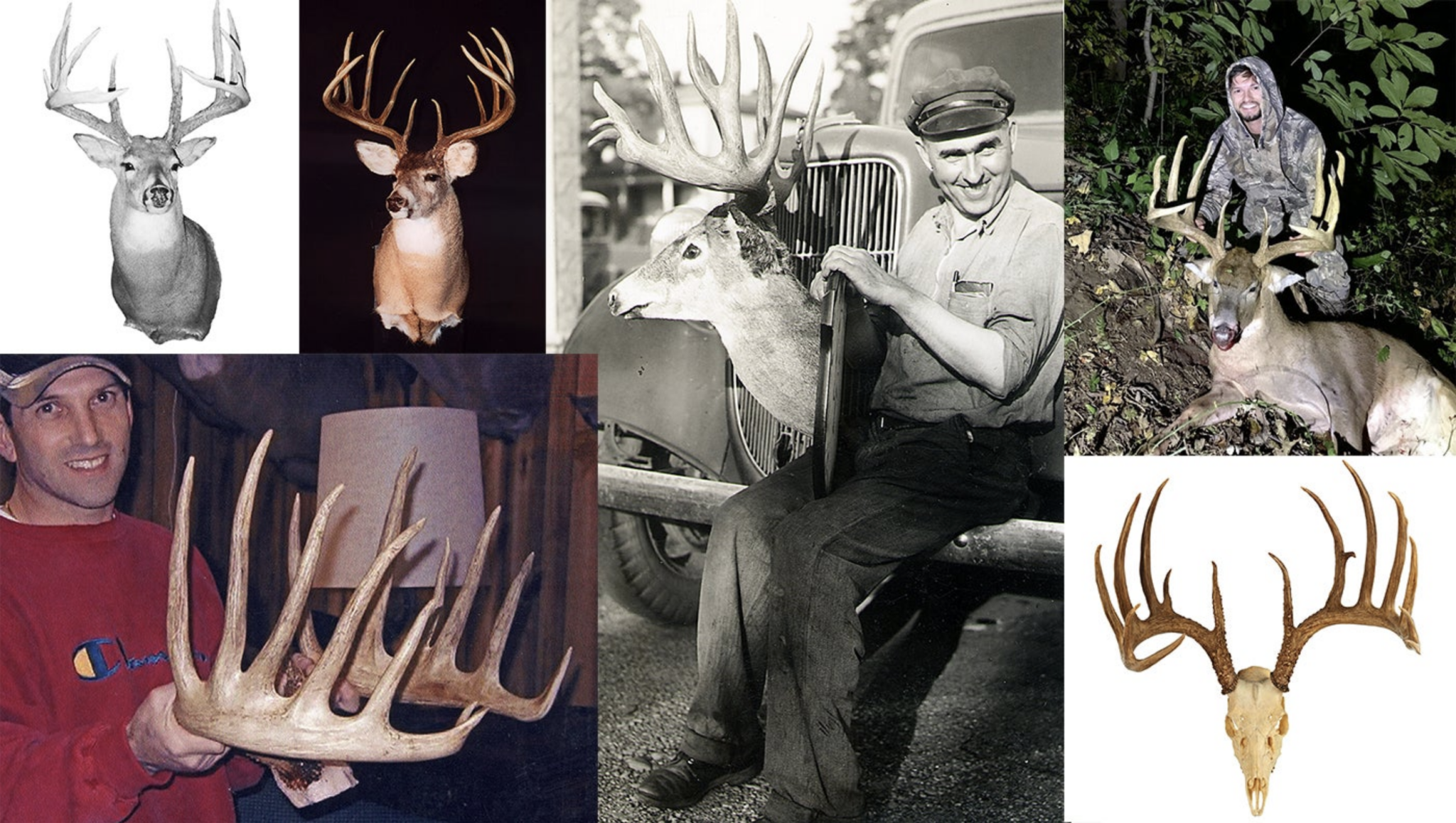 Explore the Biggest Whitetail Deer Records by State