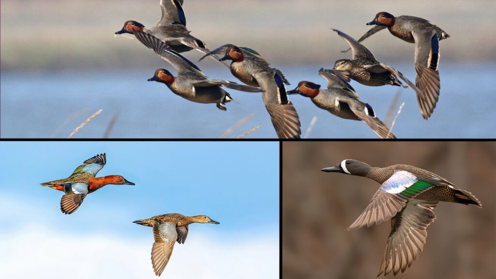 Discover the Fascinating World of Teal Ducks