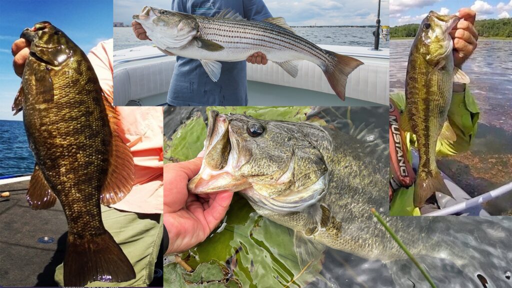 Types of Bass: A Species-by-Species Guide | Field & Stream