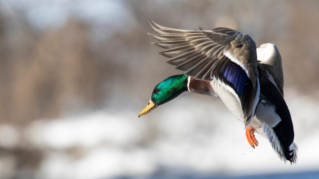 Duck Sounds and How to Make Them | Field & Stream