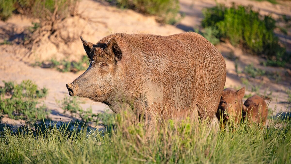 Pigs vs Hogs: Is There a Difference? | Field & Stream