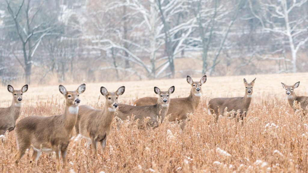 What Is a Group of Deer Called? | Field & Stream