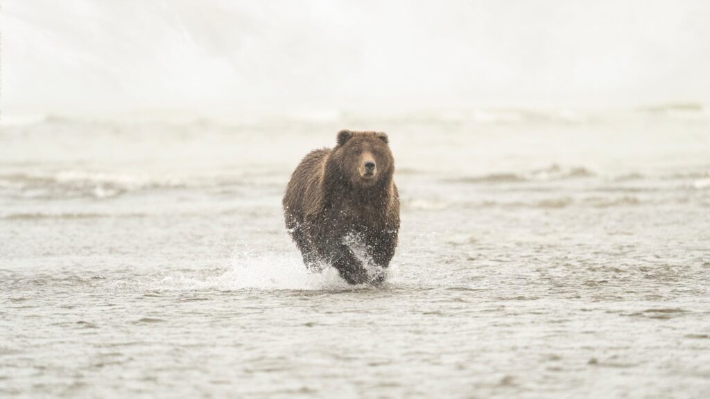 How Fast Can a Bear Run? | Field & Stream