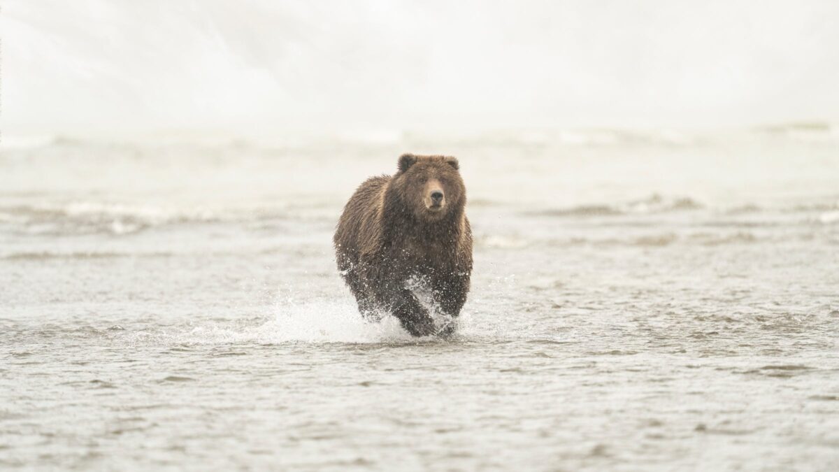 How Fast Can a Bear Run? | Field & Stream