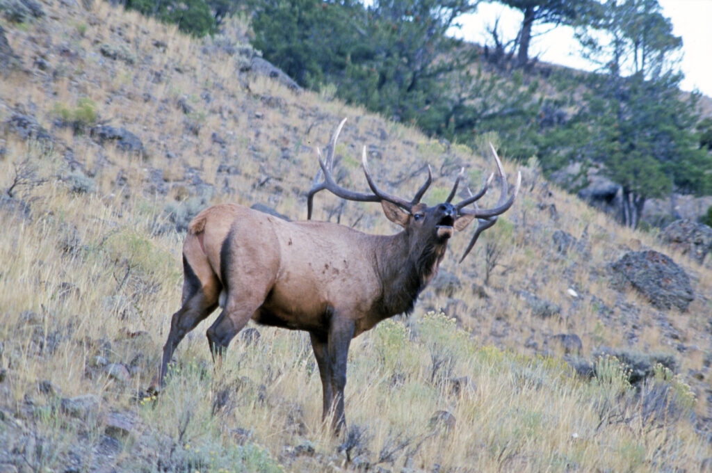 Master the Art of Tracking Bull Elk: A 6-Step Guide