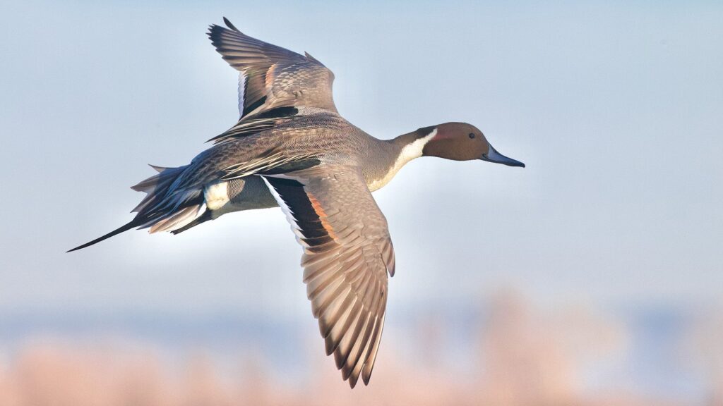 Pintail Duck: Understanding Bull Sprigs | Field & Stream