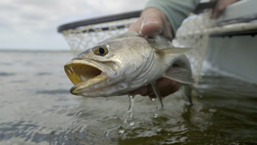 Ultimate Guide to Catching Speckled Sea Trout