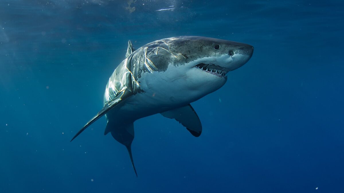 How Far Can Sharks Smell Blood | Field & Stream