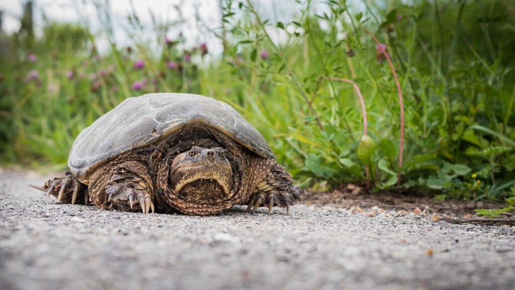 What Do Snapping Turtles Eat? | Field & Stream