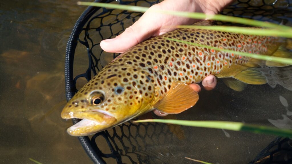 What Do Trout Eat? An Angler's Guide | Field & Stream